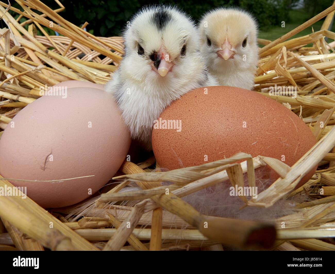 eco easter chick chicken eggs chickens hens health eco easter nest ...