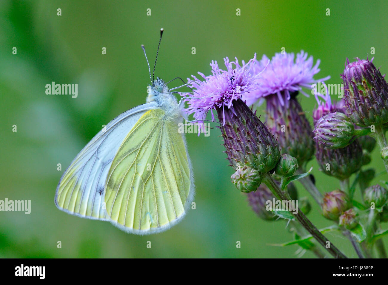 green core weiling Stock Photo - Alamy