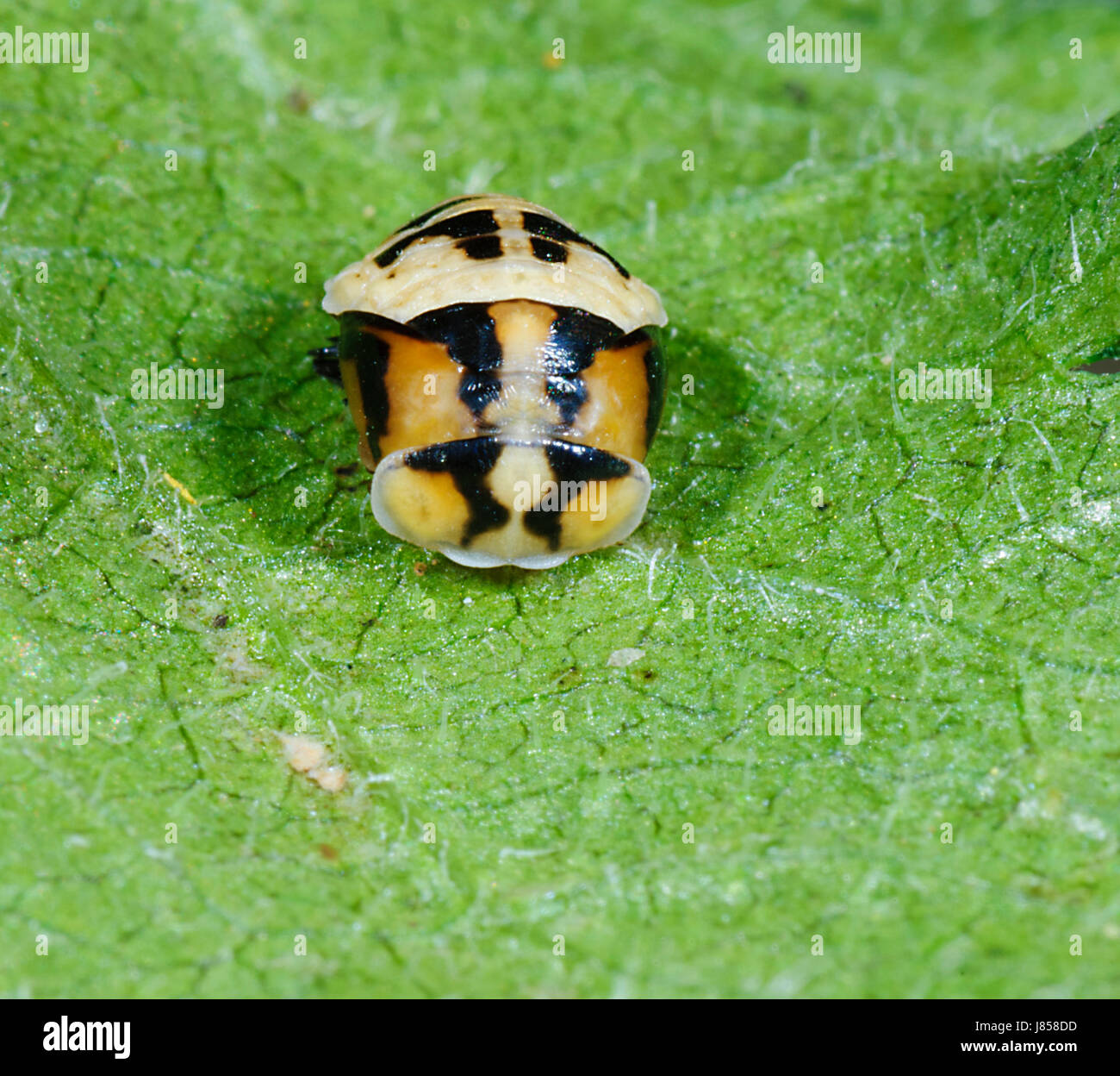 Ladybird hatching hi-res stock photography and images - Alamy