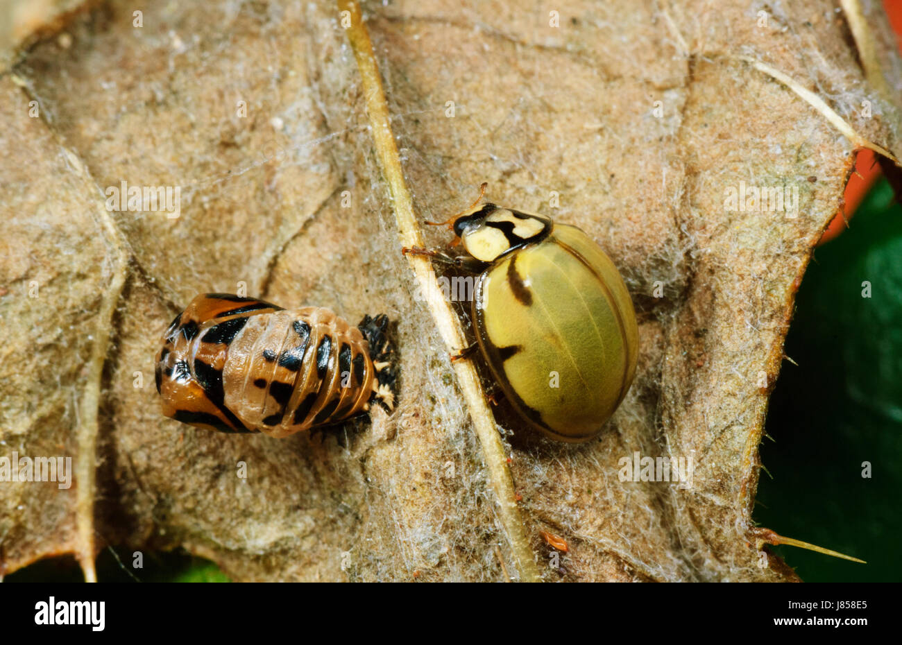 Ladybug pupa hi-res stock photography and images - Alamy