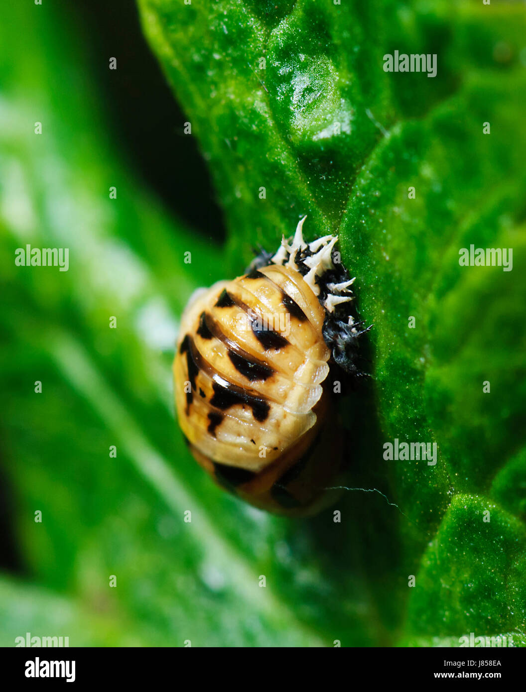 Ladybug pupa hi-res stock photography and images - Alamy