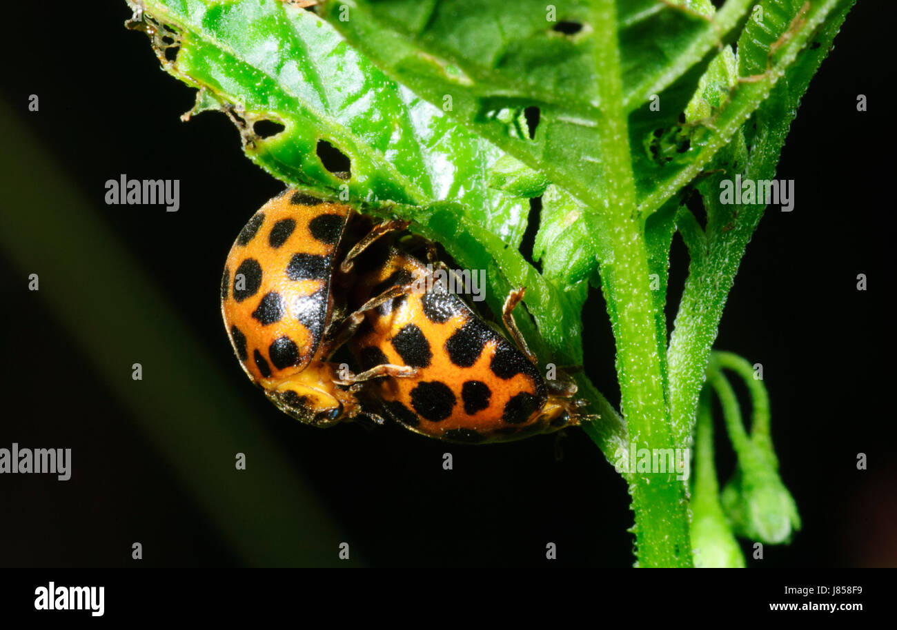 Australian beetles hi-res stock photography and images - Alamy
