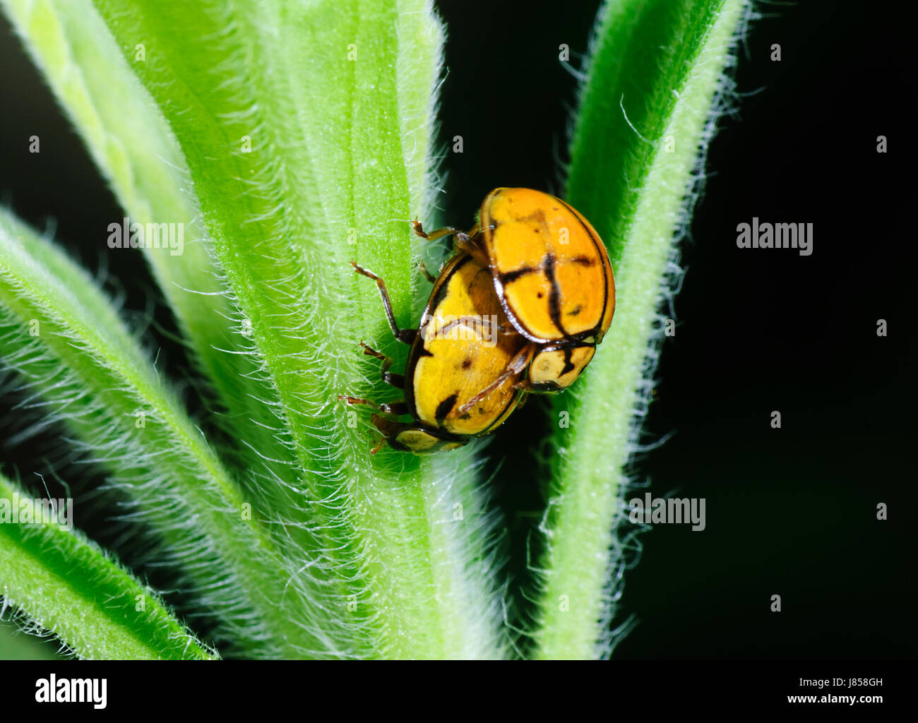 Australian beetles hi-res stock photography and images - Alamy