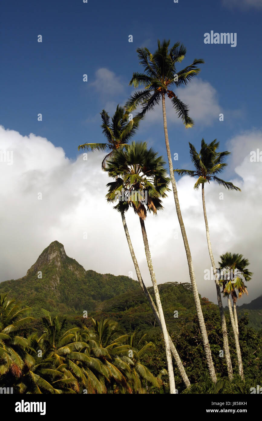 Rarotonga rain forest hi-res stock photography and images - Alamy