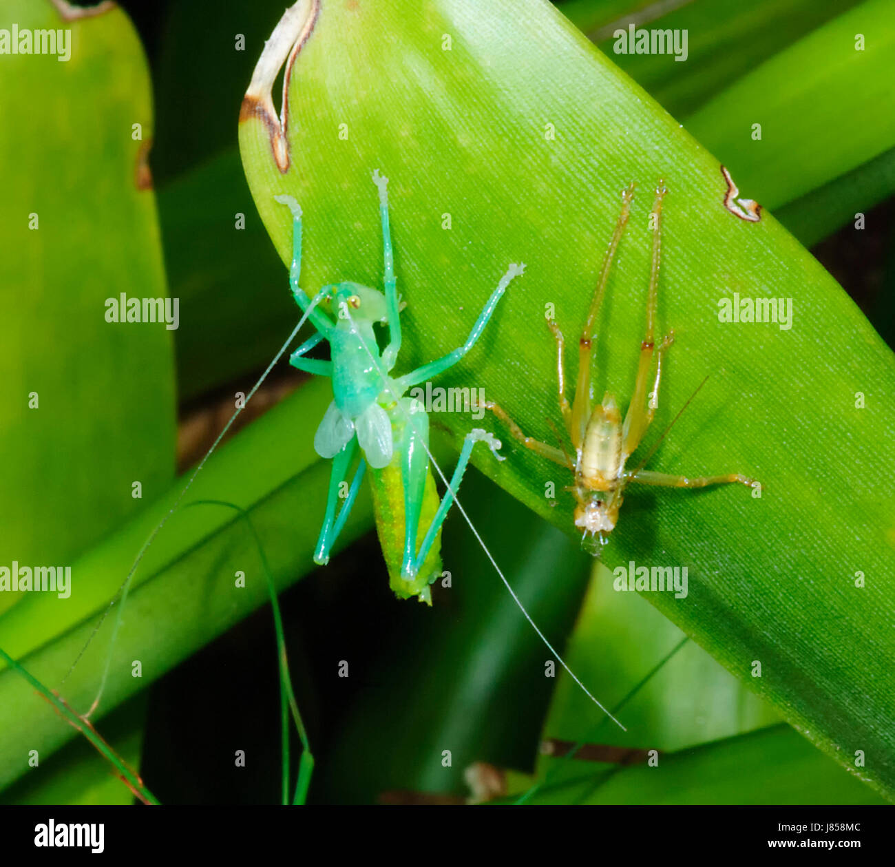 Cricket freshly moulted with its exoskeleton next to him, New South ...