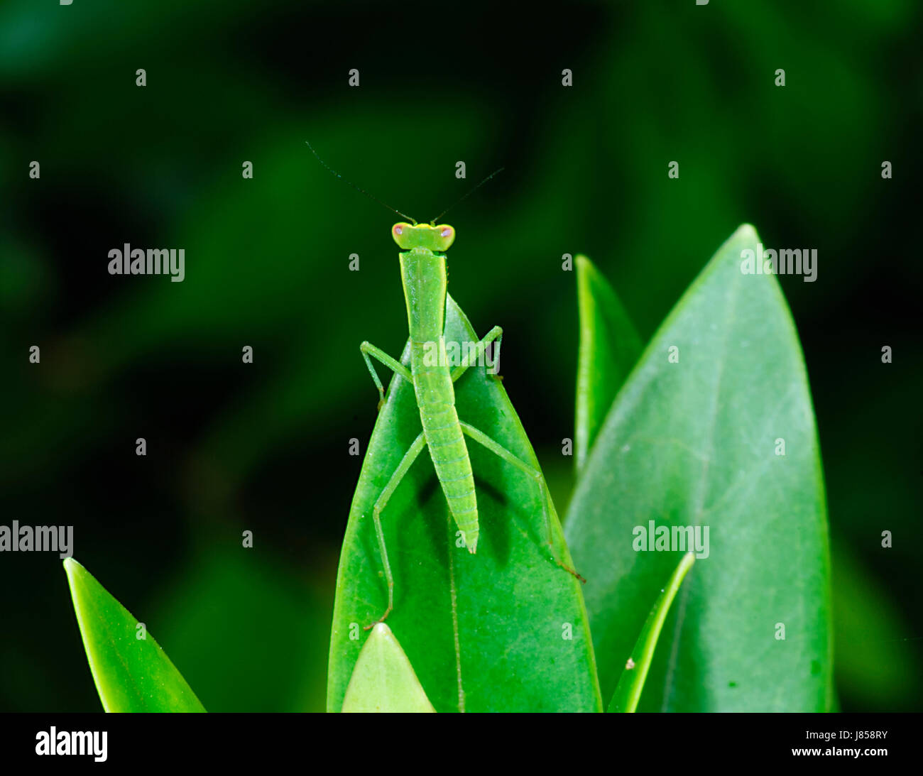 Australian praying mantis hi-res stock photography and images - Alamy