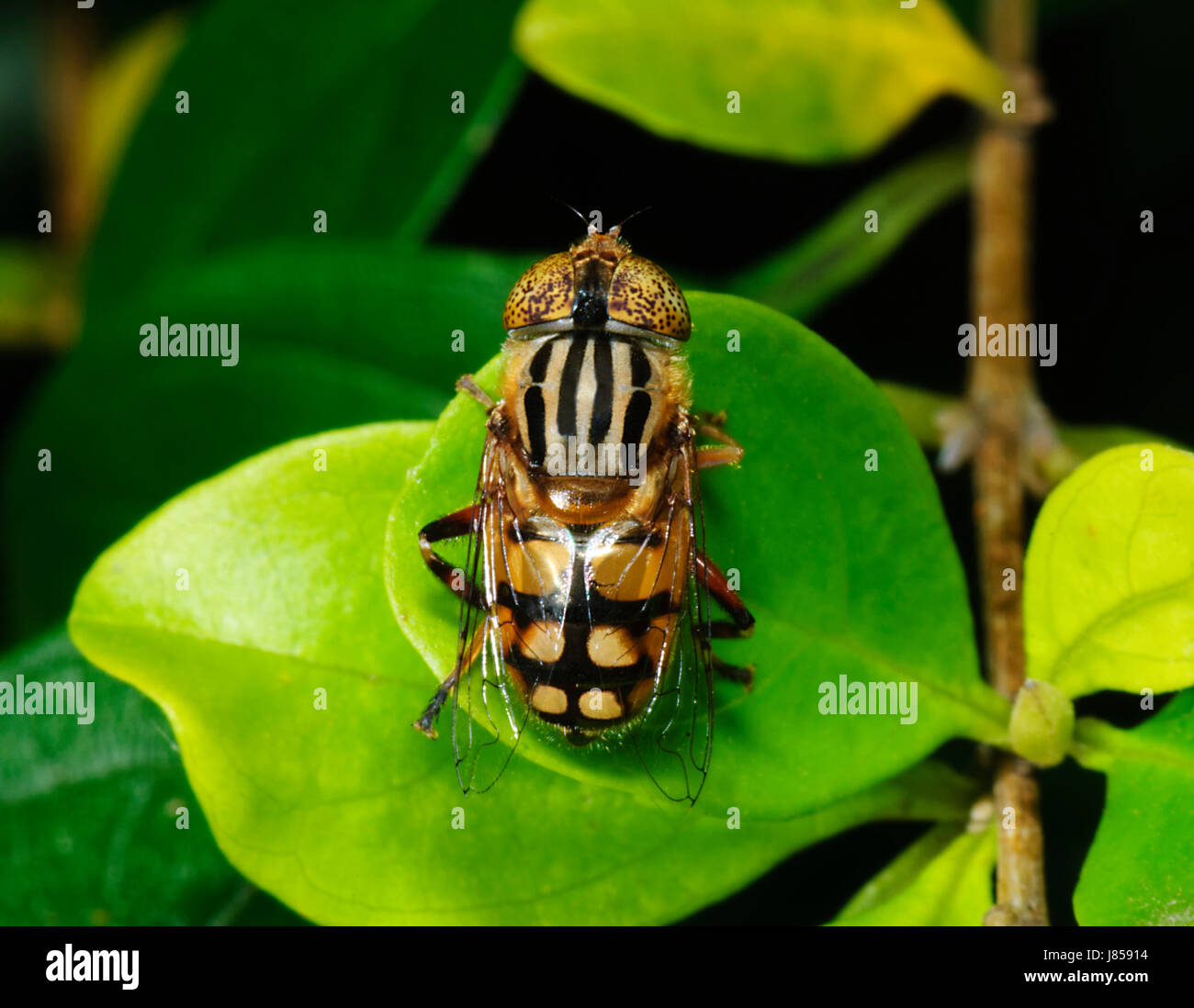 Native Drone Fly (Eristalinus punctulatus), New South Wales, NSW ...