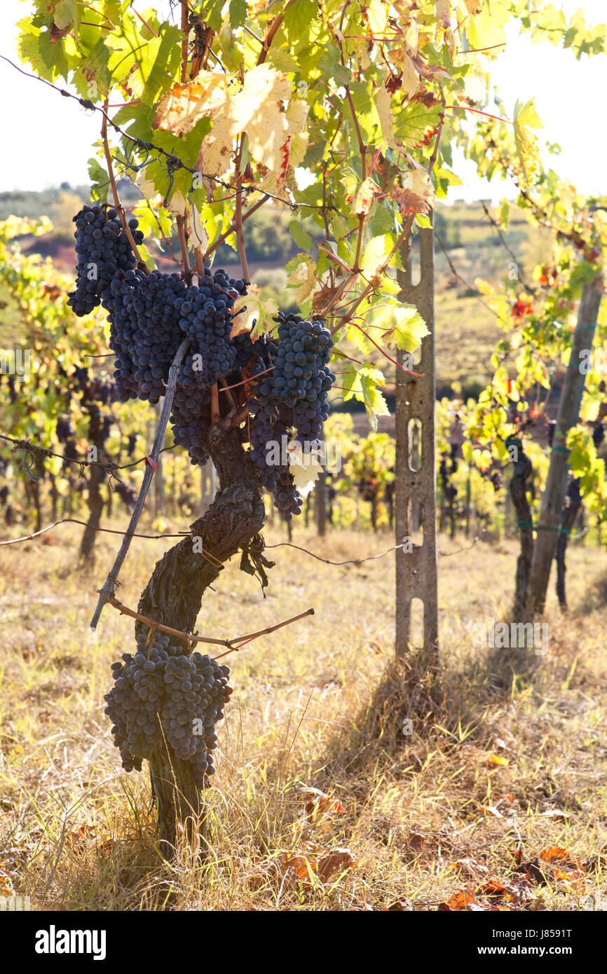 grapes ripe tuscany common grape vines vine grape vine grape-vine ...
