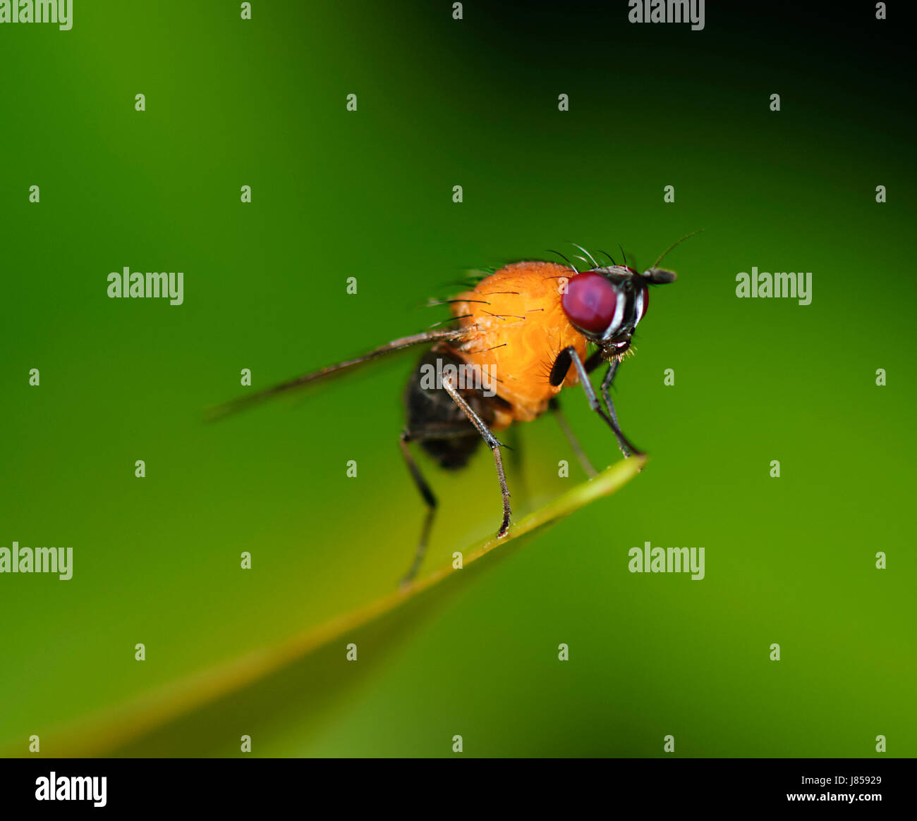 Big Black Fly With Orange Eyes High Resolution Stock Photography and ...