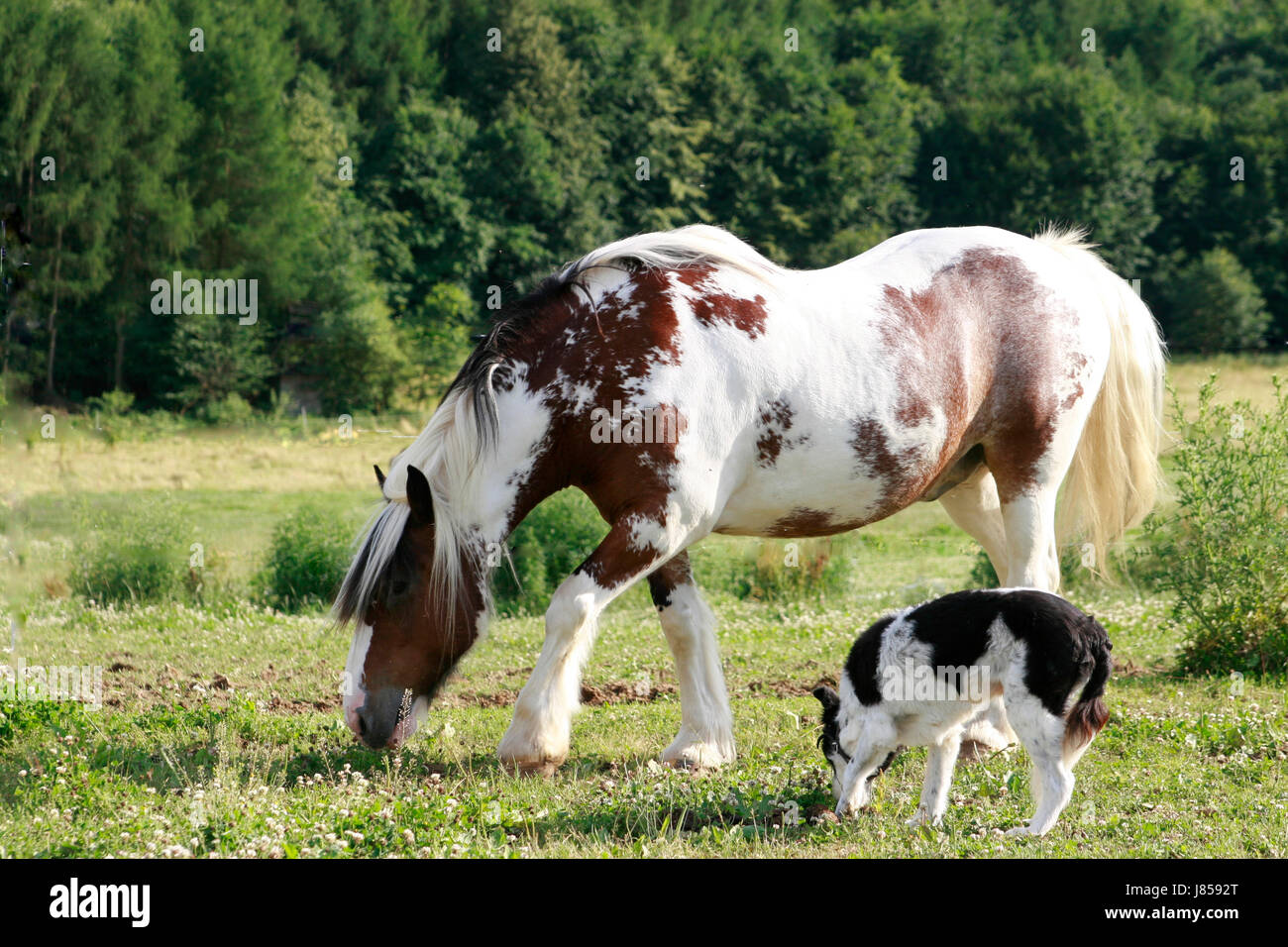 friendship ride horse horses dog spring bouncing bounces hop skipping ...