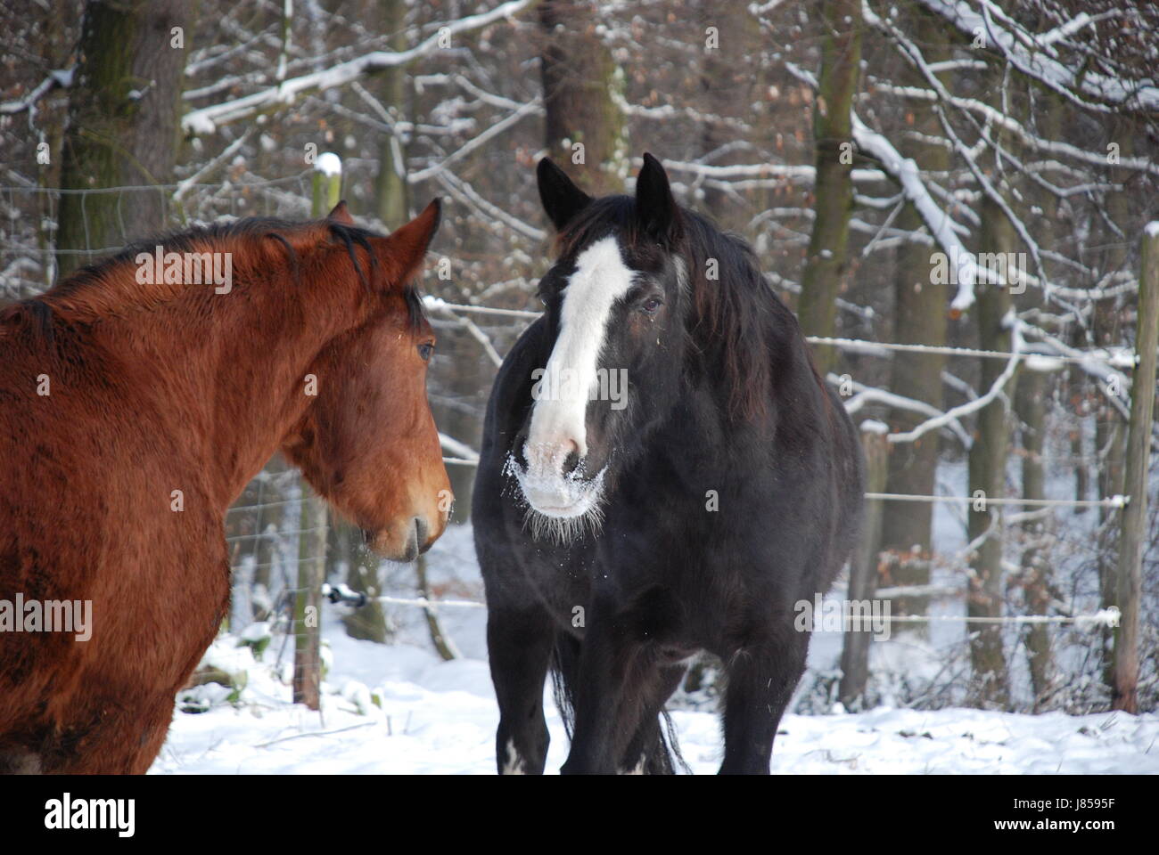 horse winter cold skin horses pony snow ponies ride horse winter cold ...