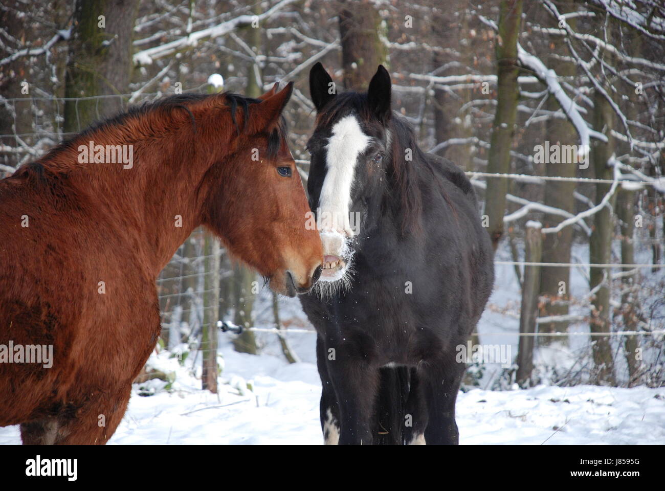 horse winter cold skin horses pony snow ponies ride horse winter cold ...