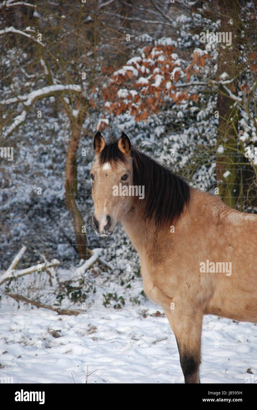 horse winter cold skin horses pony snow ponies ride horse winter cold ...