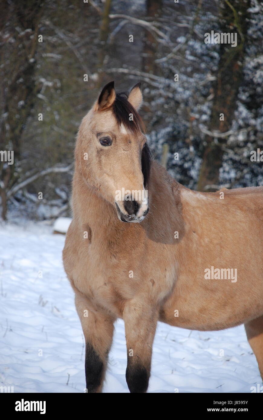 horse winter cold ice pony herd snow horse winter cold wellbeing skin ...