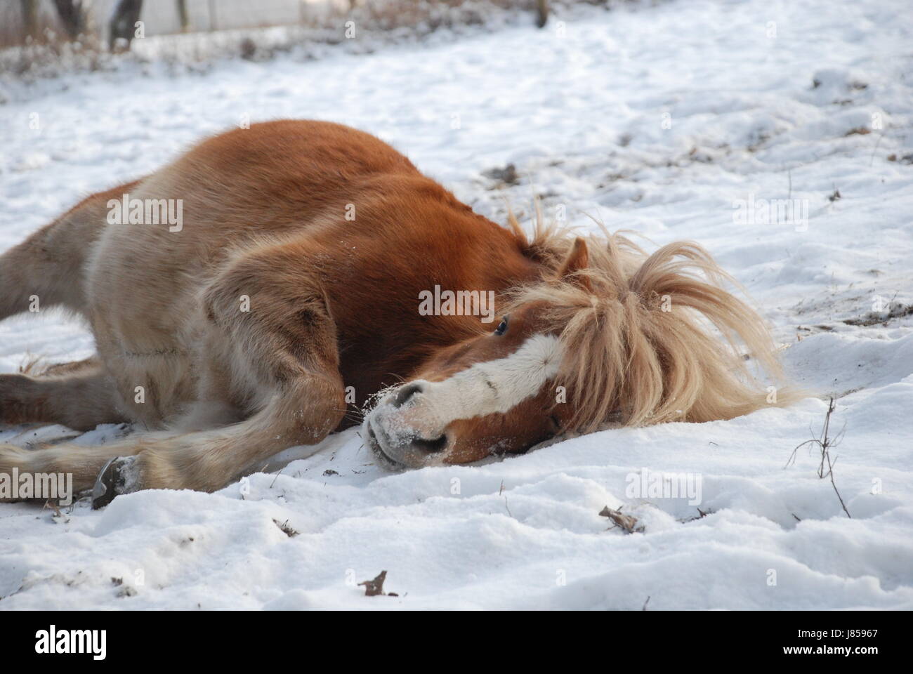 horse winter cold ice pony herd snow horse winter cold wellbeing skin ...
