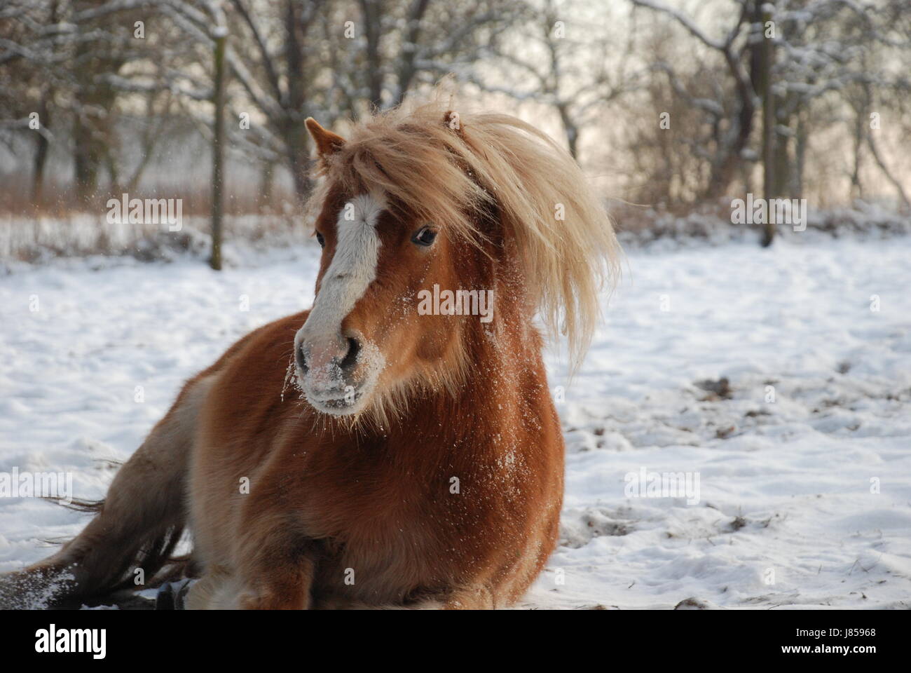 horse winter cold ice pony herd snow horse winter cold wellbeing skin ...