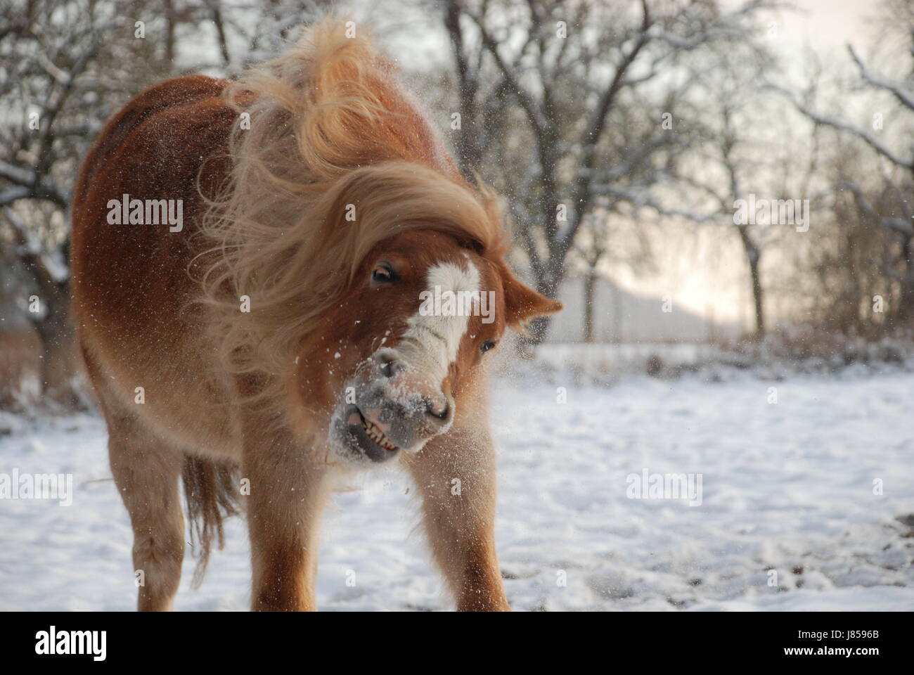 horse winter cold ice pony herd snow horse winter cold wellbeing skin ...
