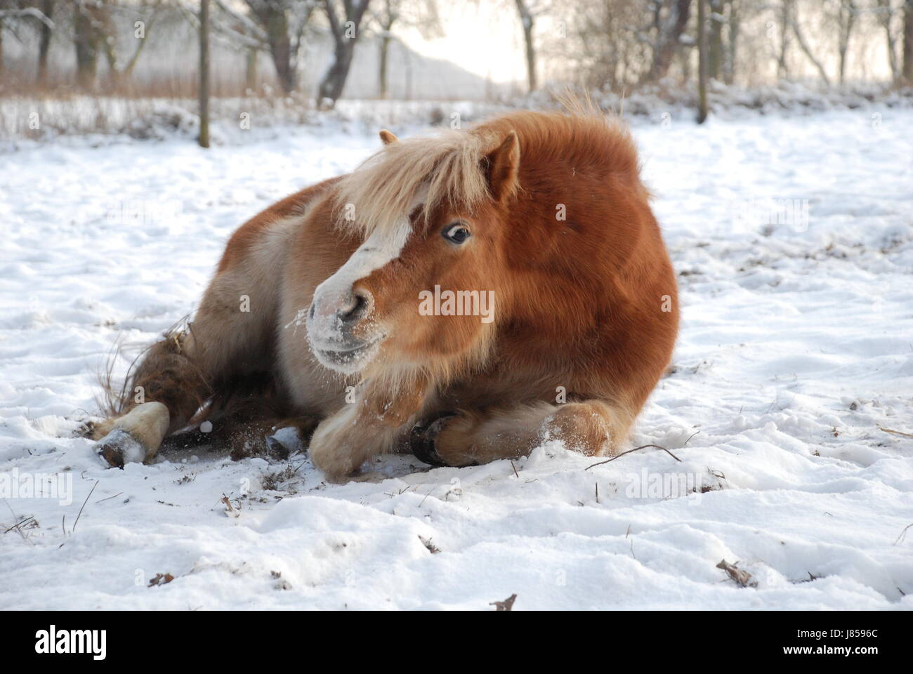 horse winter cold ice pony herd snow horse winter cold wellbeing skin ...
