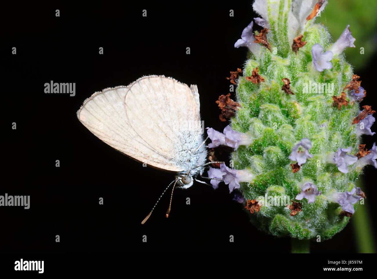 Common Grass Blue Butterfly (Zizina labradus), New South Wales, NSW ...