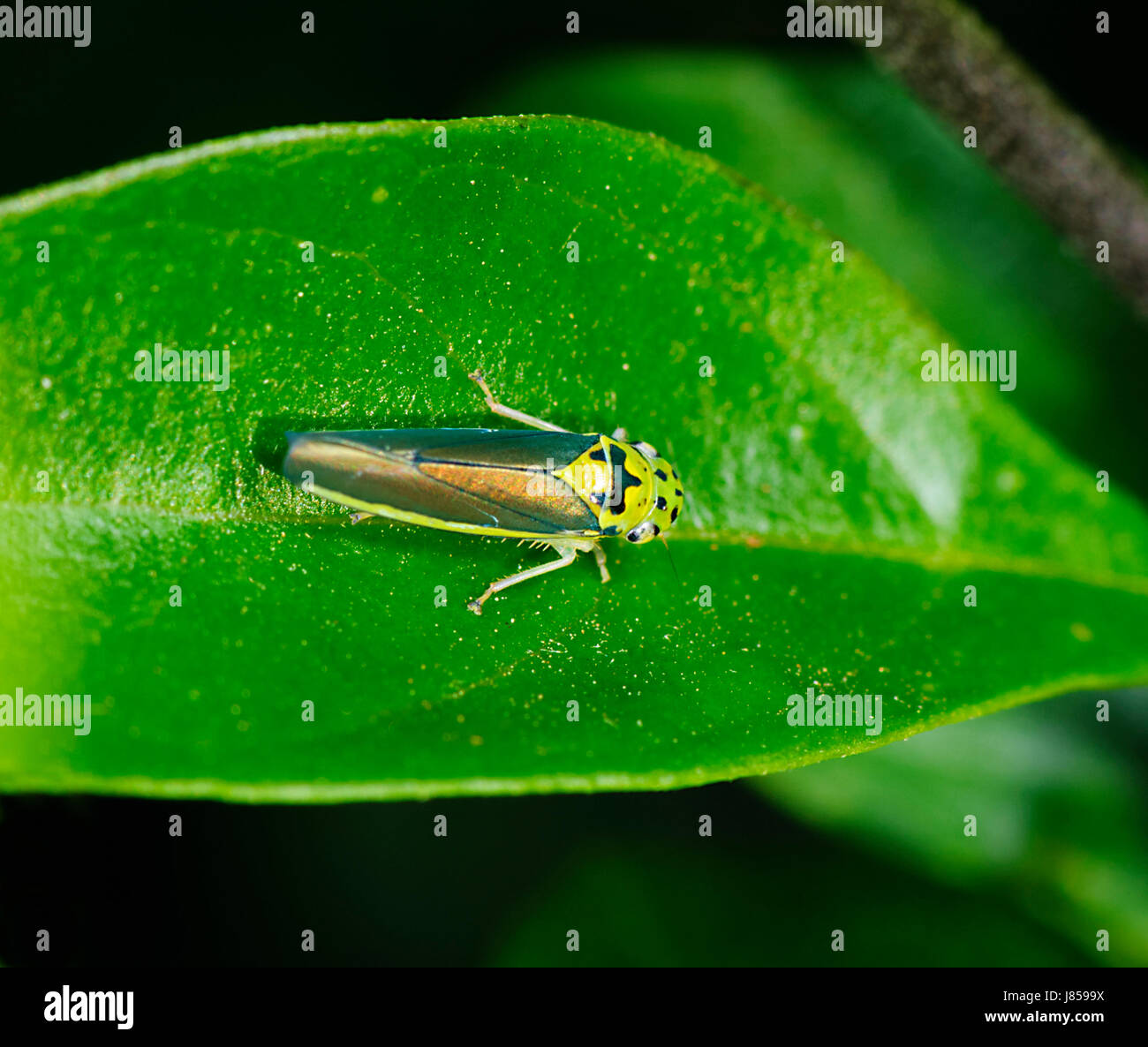Yellow and Black Leafhopper (Ishidaella albomarginata or Ishidaella ...