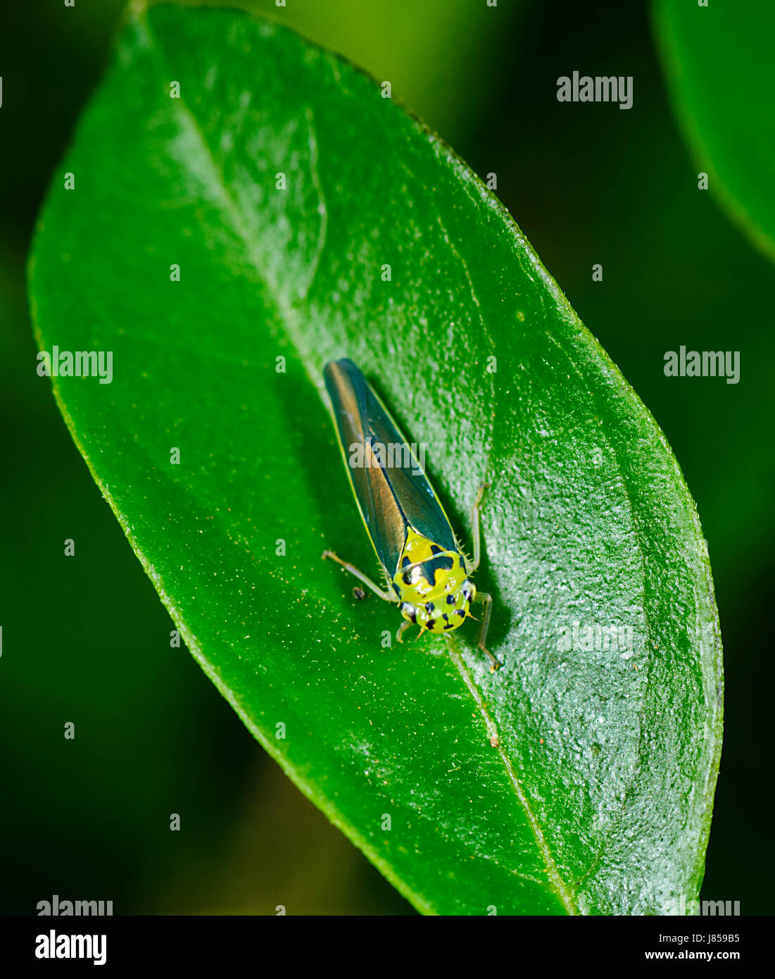 Yellow and Black Leafhopper (Ishidaella albomarginata or Ishidaella ...