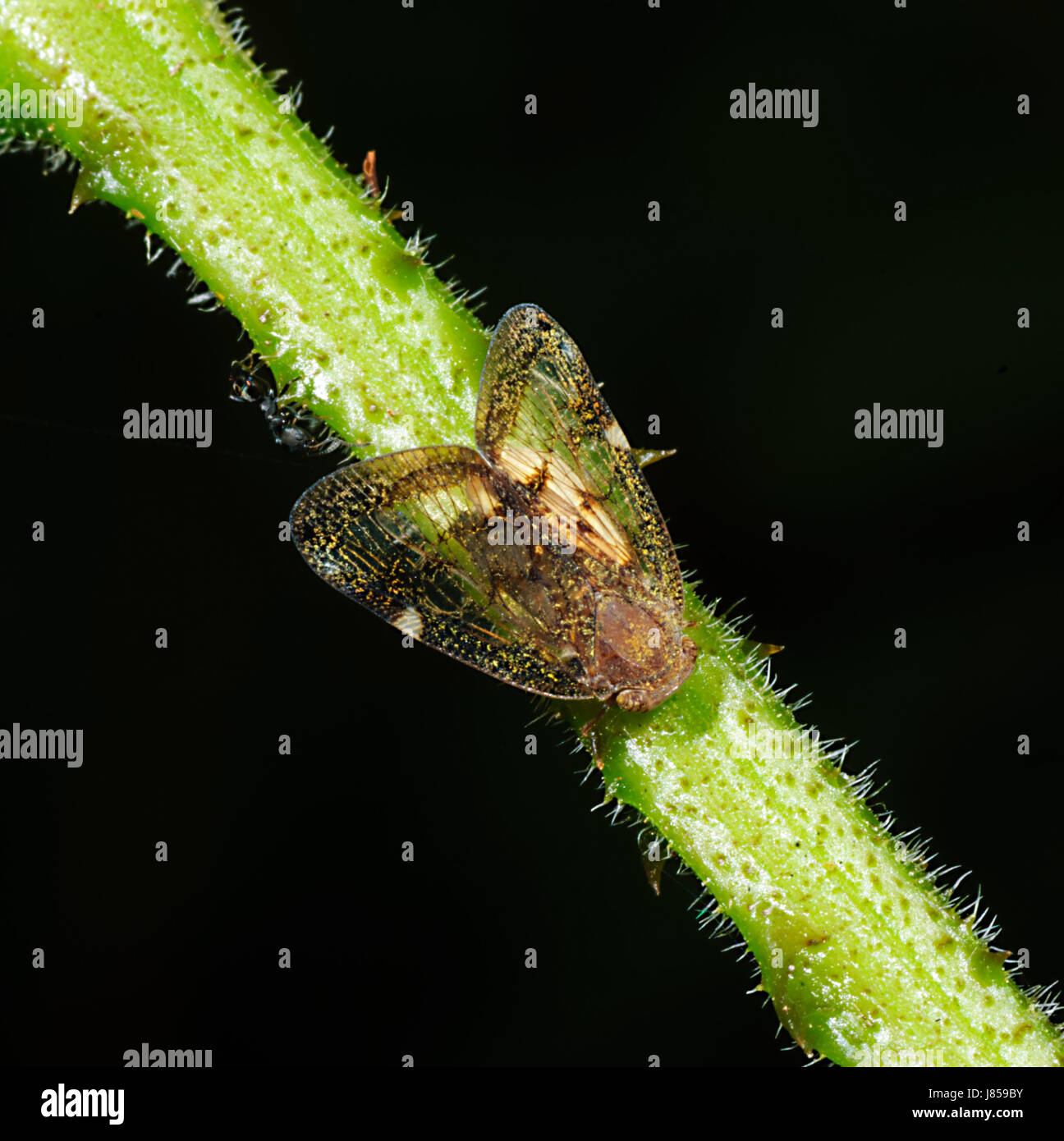 Passionvine hopper hi-res stock photography and images - Alamy
