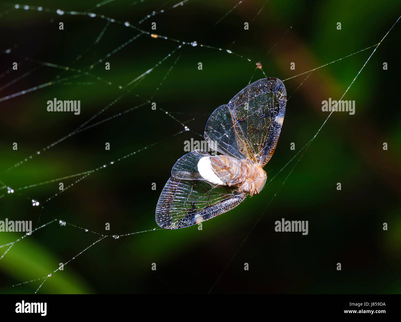Passionvine Hopper (Scolypopa australis), an introduced pest to ...