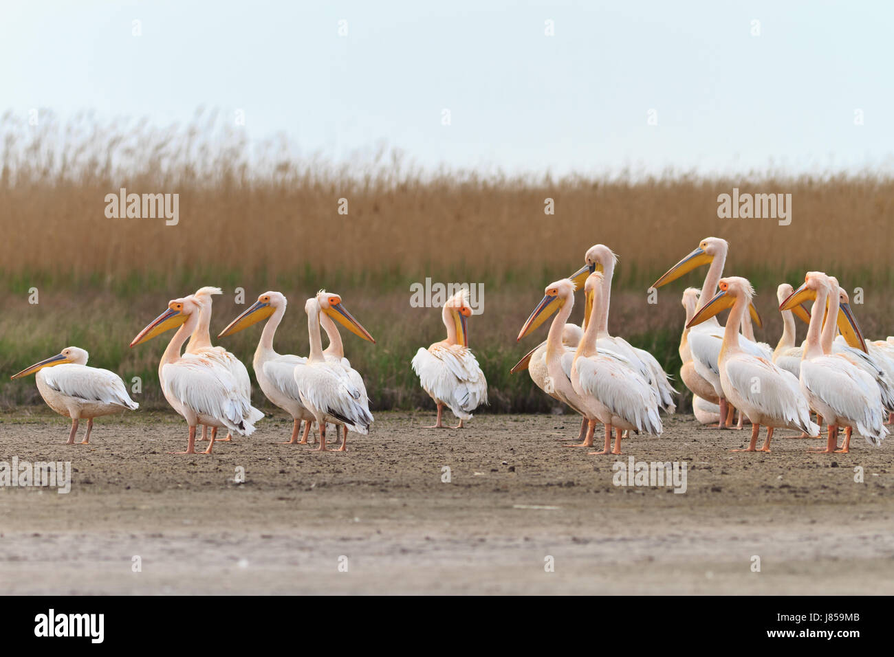 bird wild beak danube fishing pelican reservation fresh water lake ...