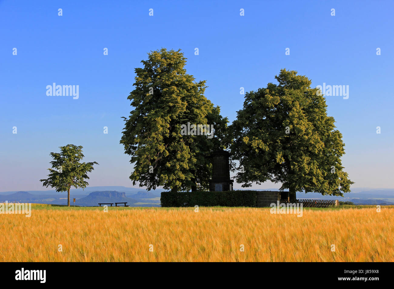 tree field summer summerly lime seat bench scenery countryside nature ...