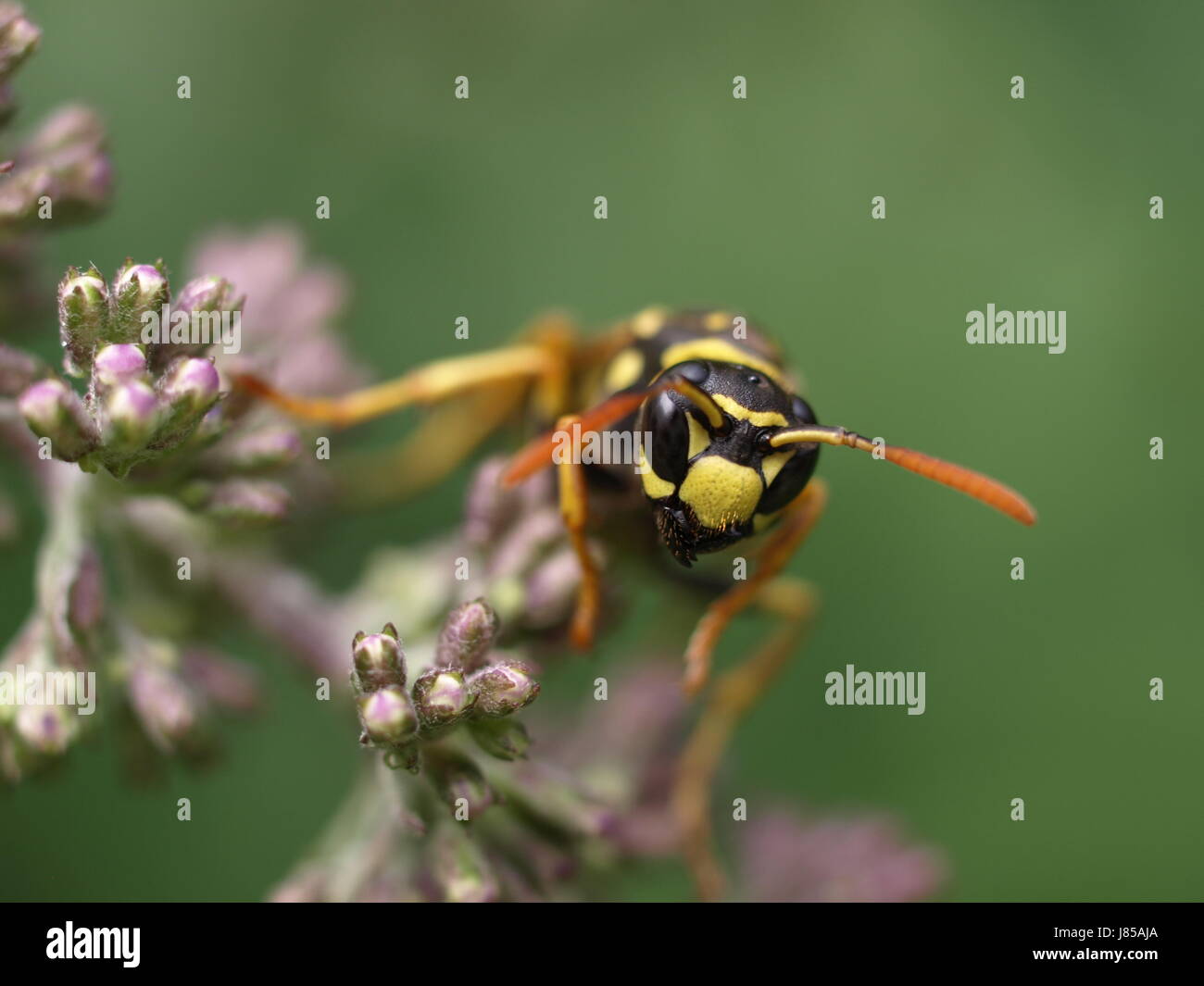 insect insects insect insects hunter wasp wasps predator bandit raider ...