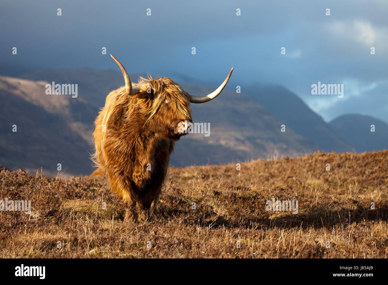 bull cow bovine scotland mountains bull fog cornets fen cow bovine ...