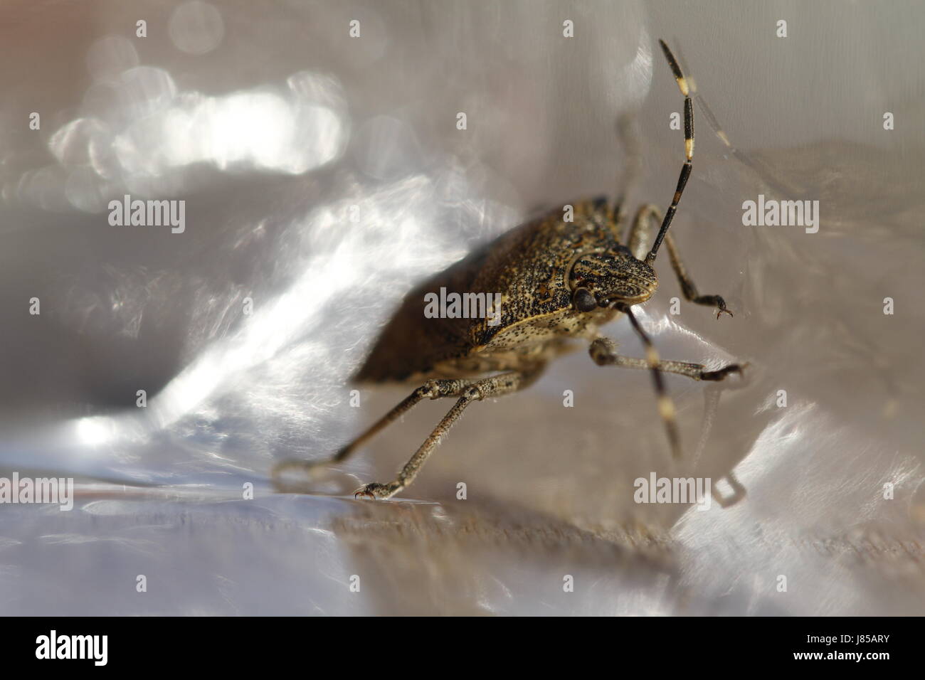 bug varmint animal insect brown brownish brunette antenna bug varmint ...