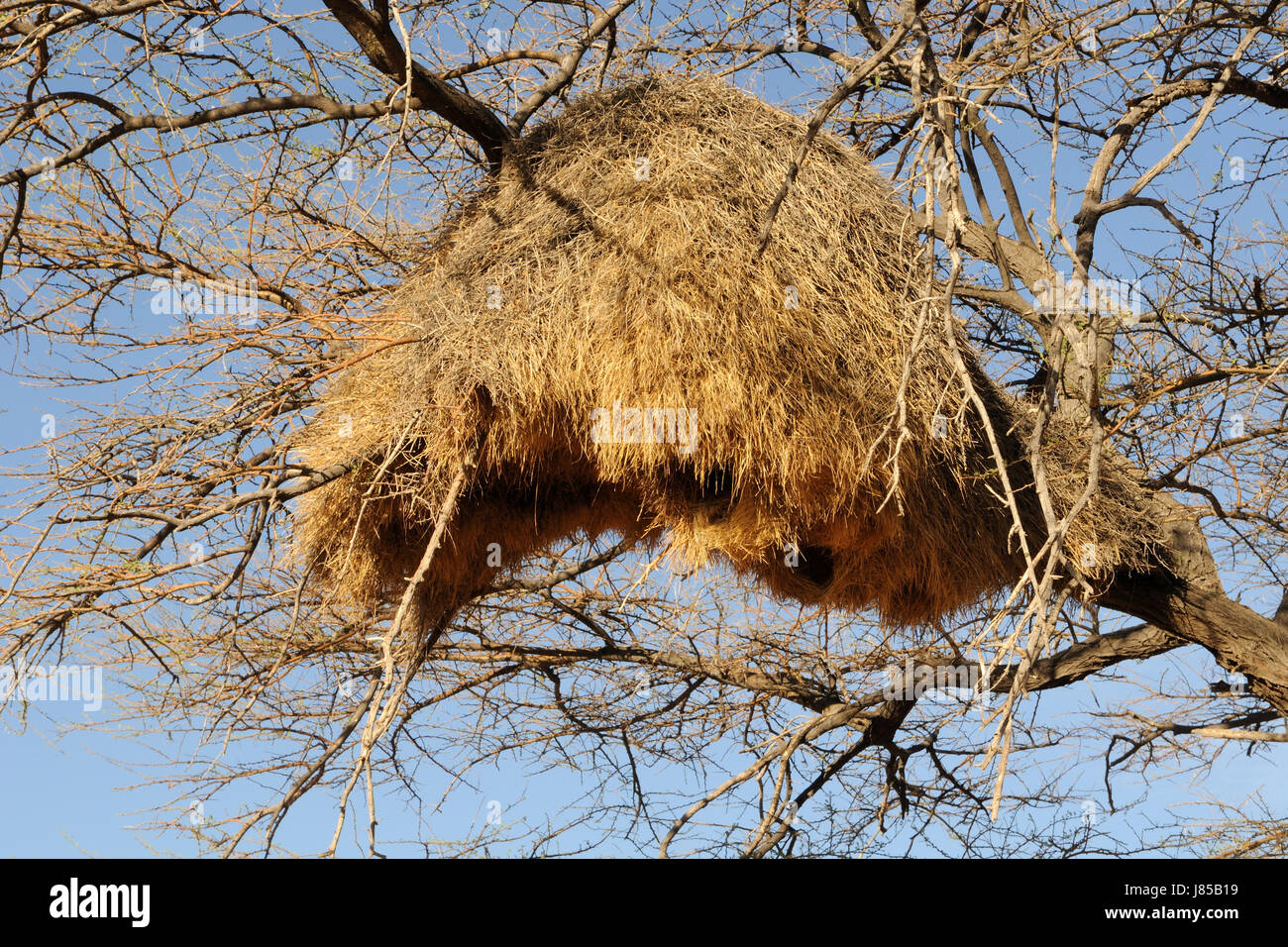 big bird's nest Stock Photo - Alamy