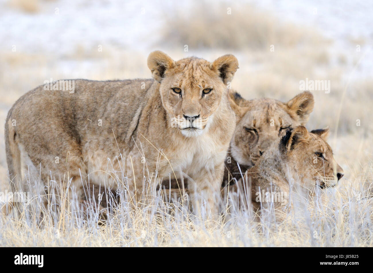 lion mother with boys Stock Photo - Alamy