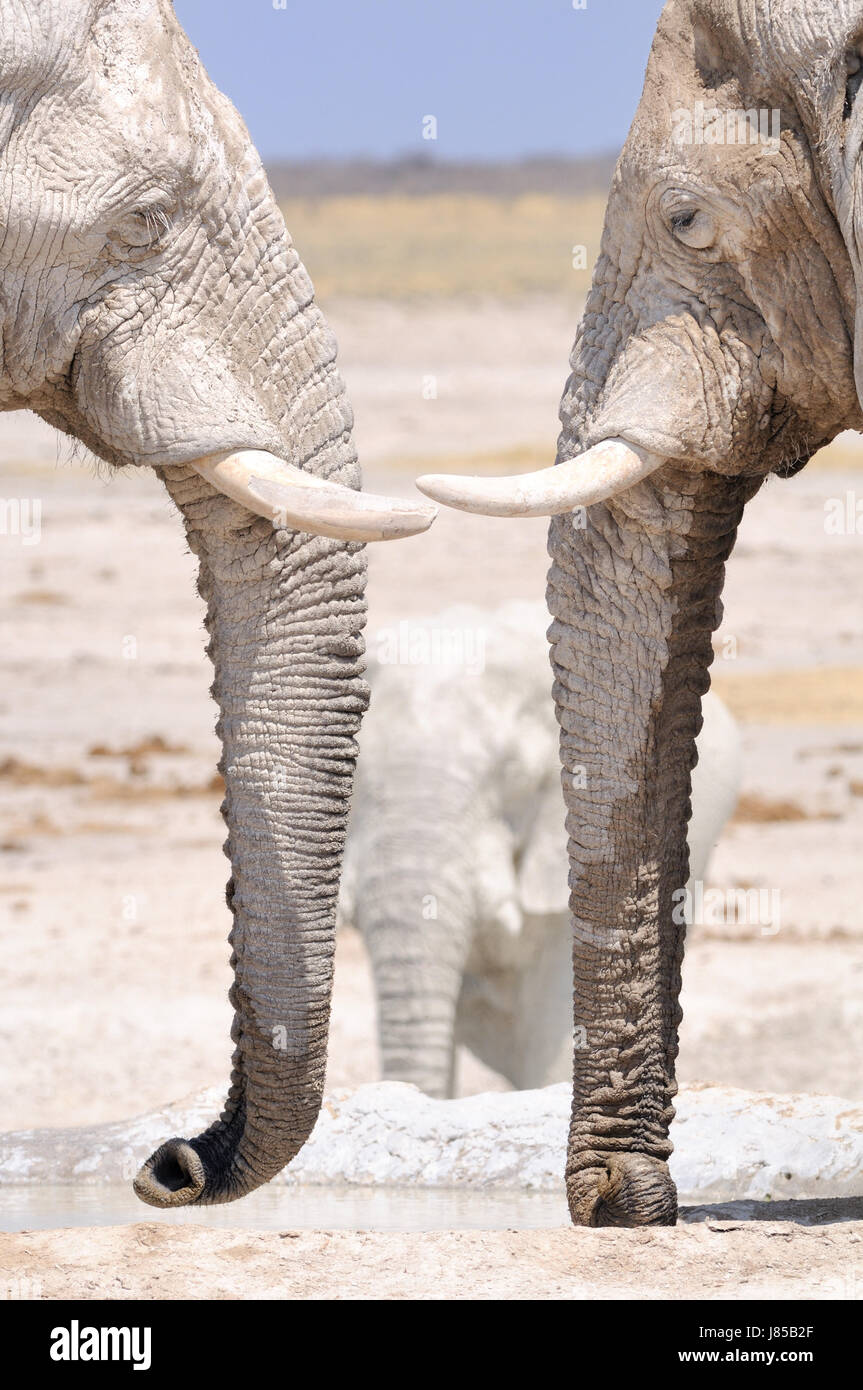 africa elephant savannah namibia elephants proboscis africa elephant ...