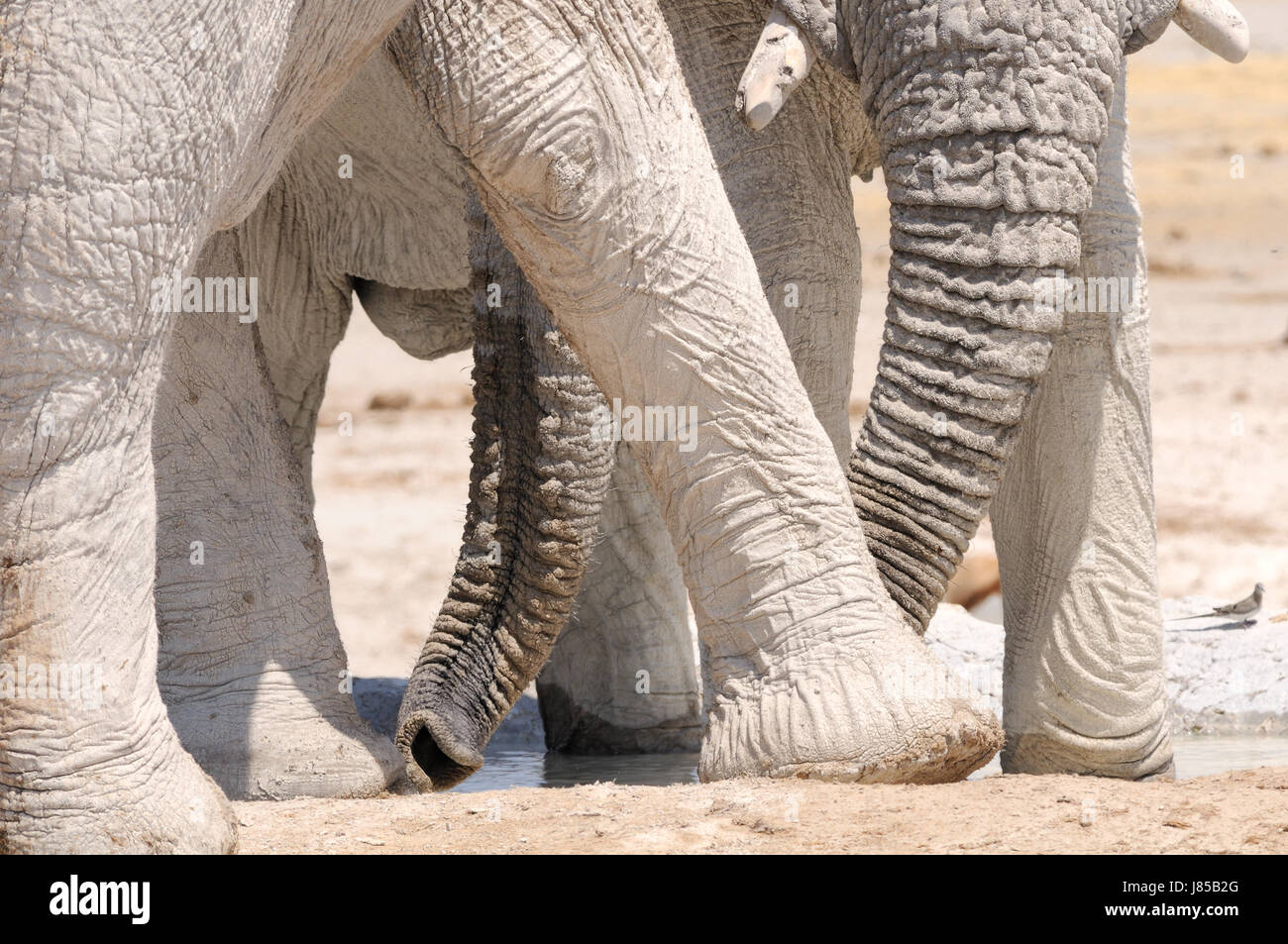 legs africa elephant savannah namibia proboscis legs africa elephant ...