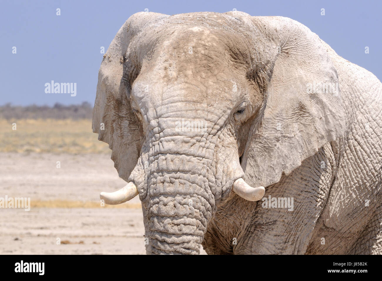 africa elephant savannah namibia proboscis africa elephant savannah ...