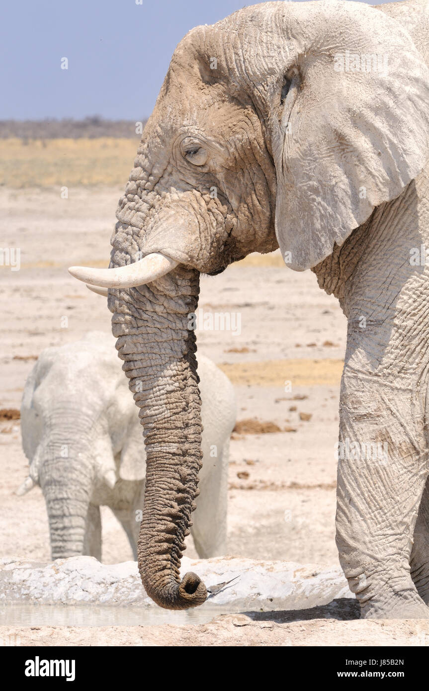 africa elephant savannah namibia proboscis africa elephant savannah ...