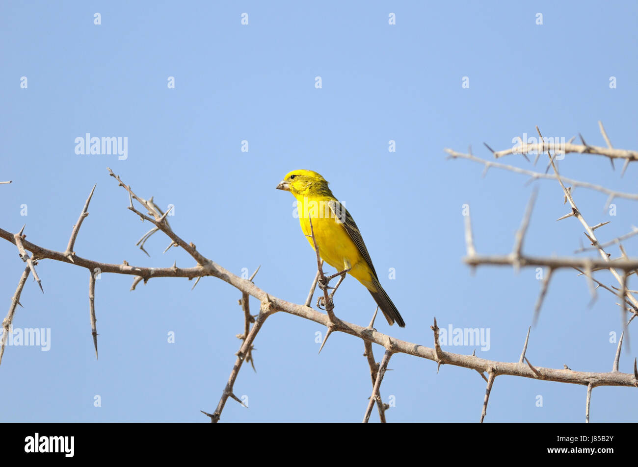 bird africa namibia birds branch yellow bird africa namibia birds ...