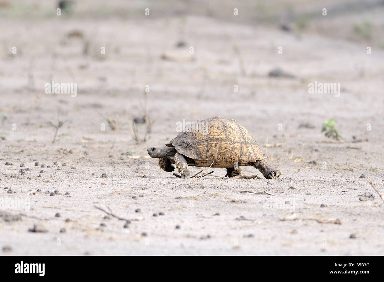 national park africa savannah botswana turtle tortoise national park ...