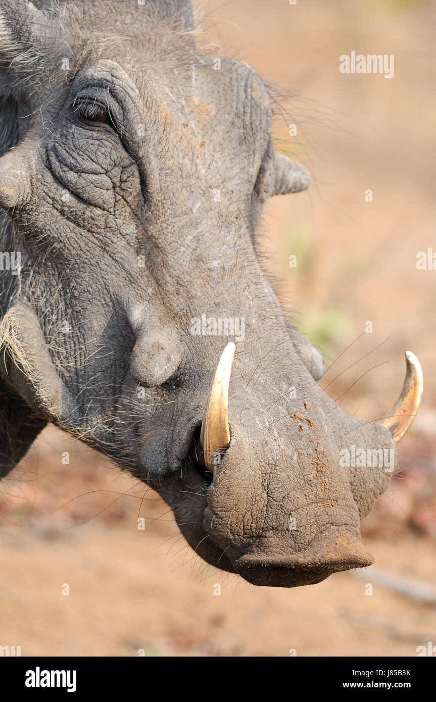 savannah hairy warts warthog botswana pig africa savannah hairy warts warthog Stock Photo - Alamy