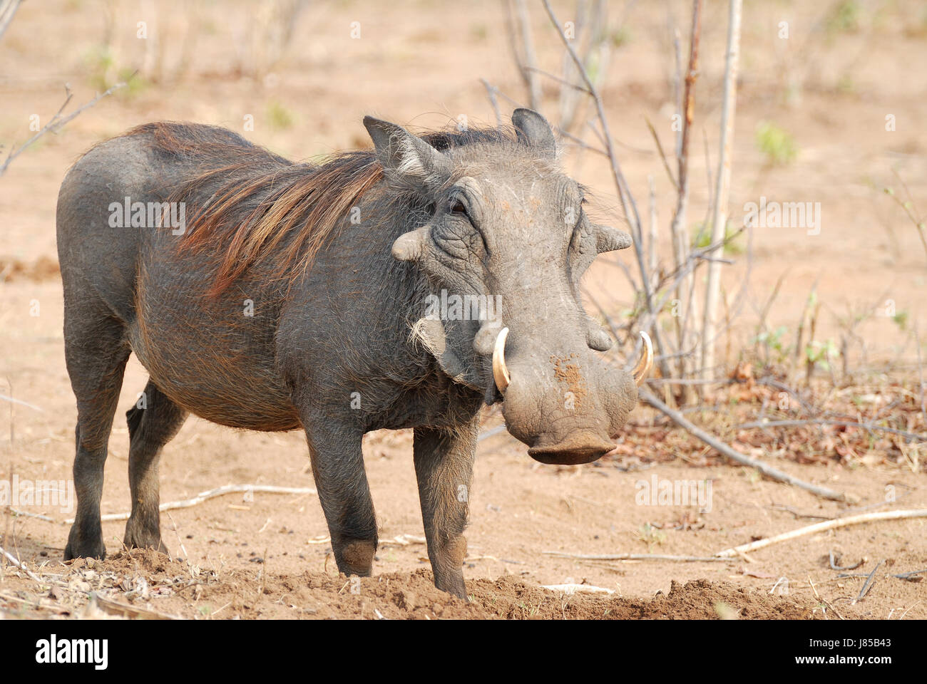 savannah hairy warts warthog botswana pig africa savannah hairy warts warthog Stock Photo - Alamy