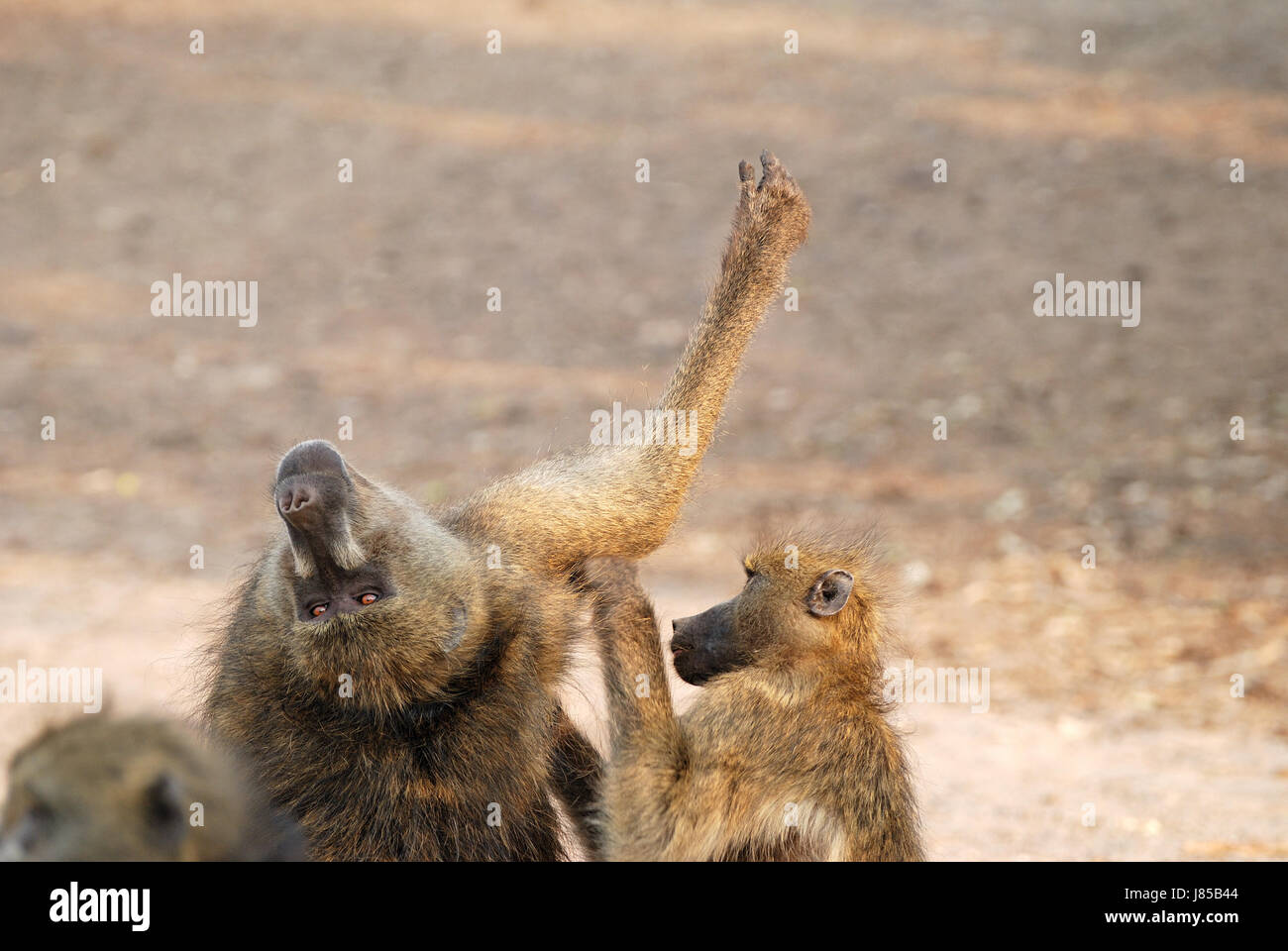 africa apes delousing botswana delouse africa apes delousing botswana ...