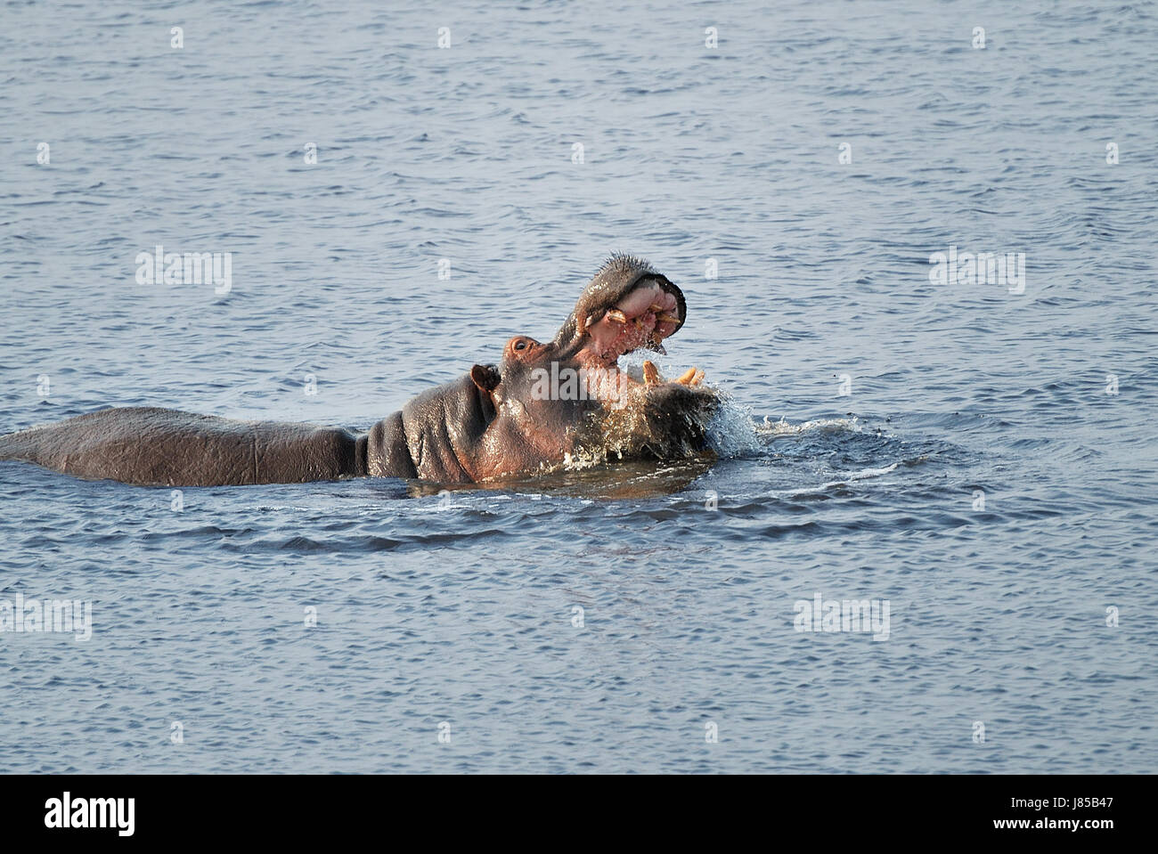 mouth teeth national park pine jaw avenge water head mouth teeth ...