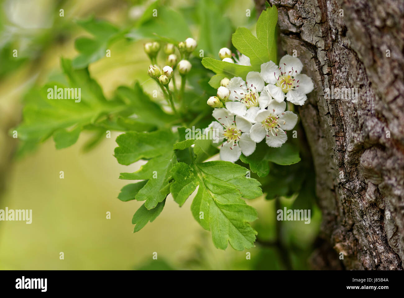 Crataegus, commonly called hawthorn, thornapple, May-tree, whitethorn ...