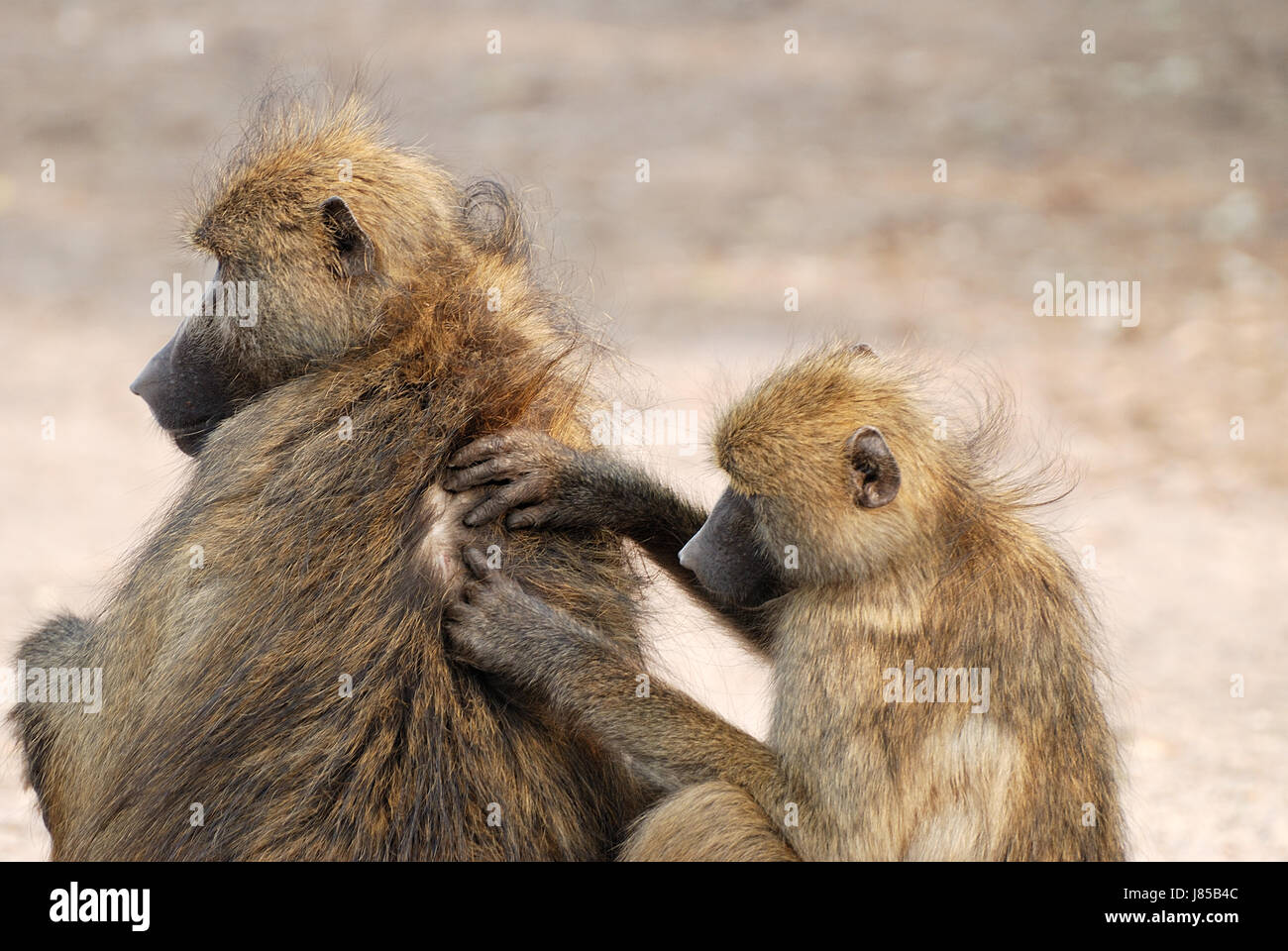 Delousing hi-res stock photography and images - Alamy