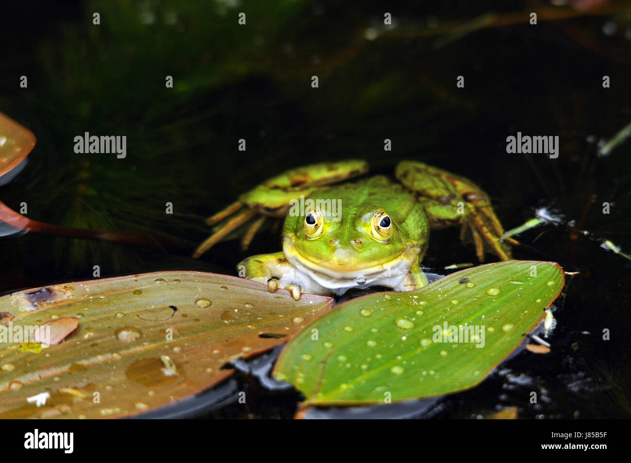 Mating edible frogs hi-res stock photography and images - Alamy