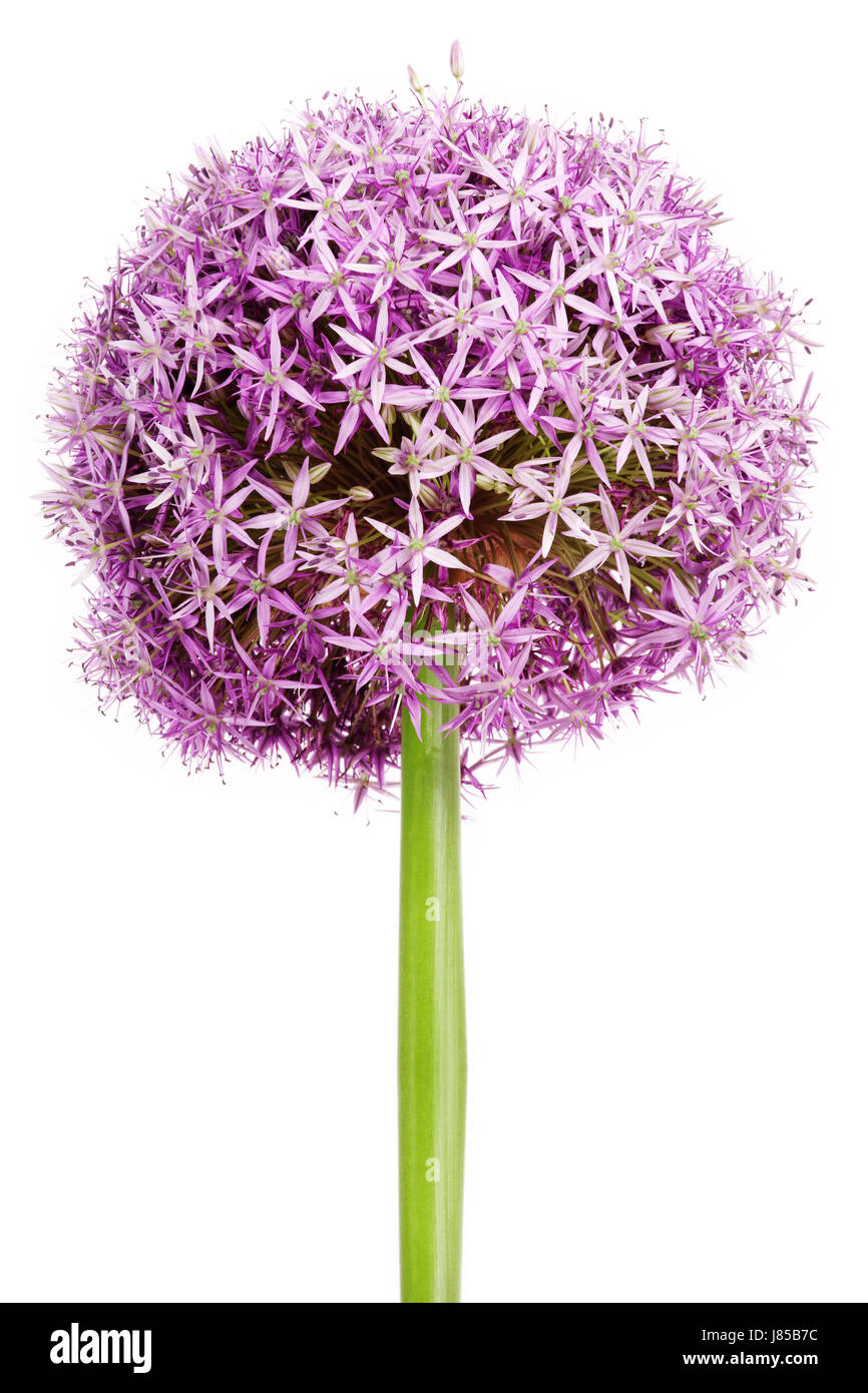 flower plant summer summerly stalk onion shine shines bright lucent light Stock Photo - Alamy