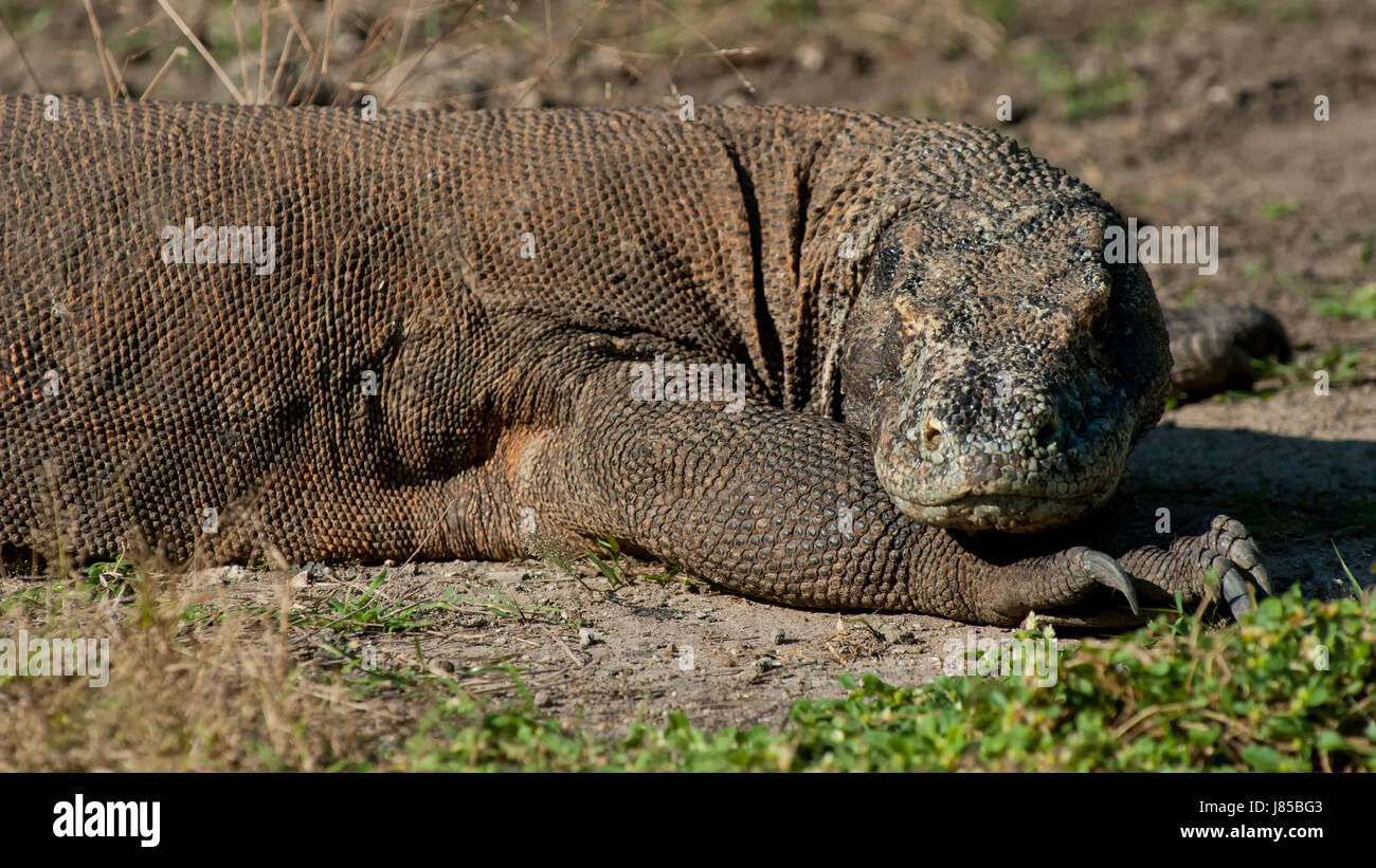 reptile saurian indonesia periled toxic poisonous reptile asia saurian ...