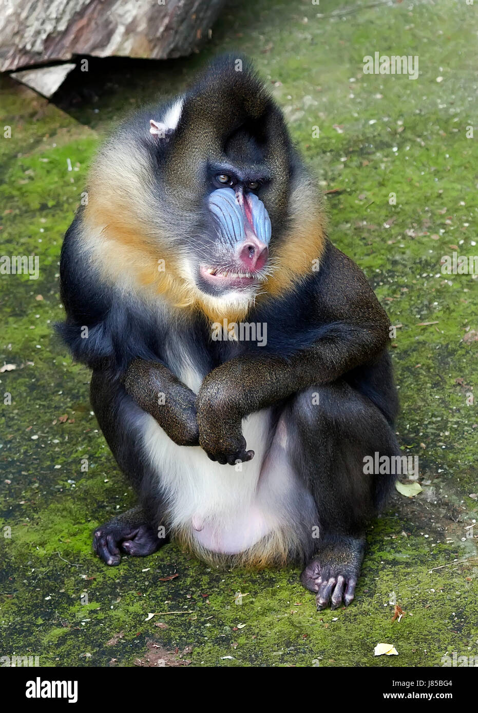 Large mandrill hi-res stock photography and images - Alamy